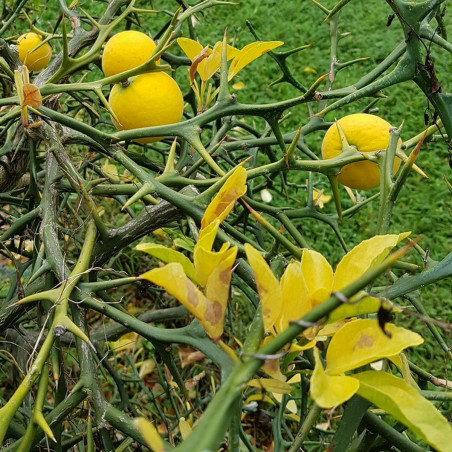 Graines de Citronnier épineux - Semences de Poncirus trifoliata