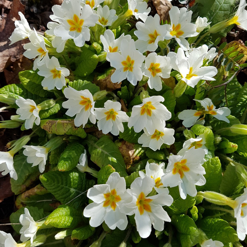 Graines de Primevère commune - Semences de Primula vulgaris
