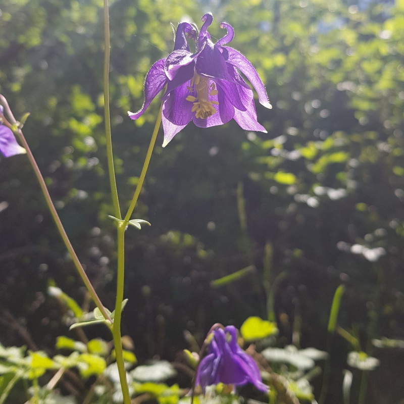 Graines d'Ancolie commune - Aquilegia vulgaris - Semences du Puy