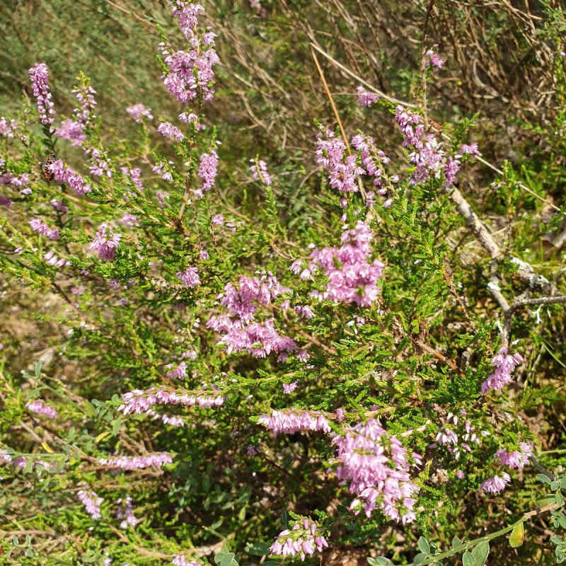 Graines de Bruyère commune - Semences de Calluna vulgaris