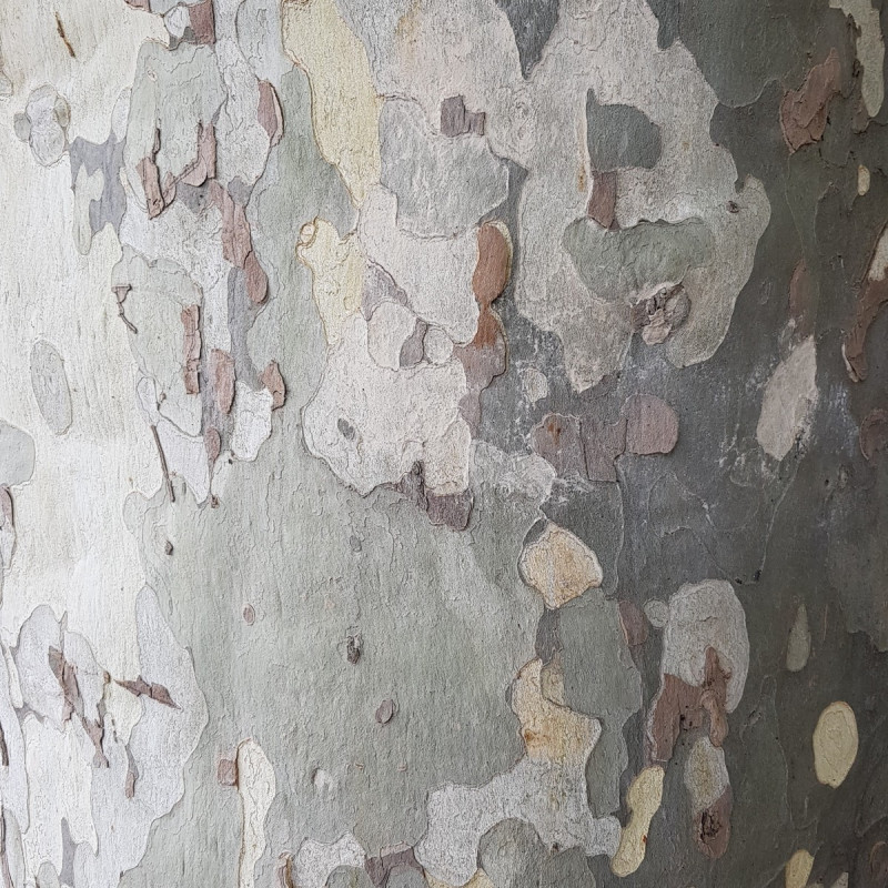 Graines de Platane commun - Vente en ligne de semences Platanus acerifolia