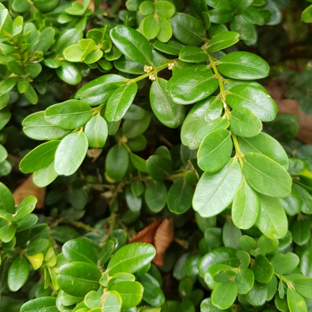 Graines de Buis commun - Semences de Buxus sempervirens