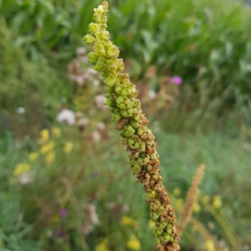 Graines de Gaude / Réséda des teinturiers - Semences de Reseda luteola