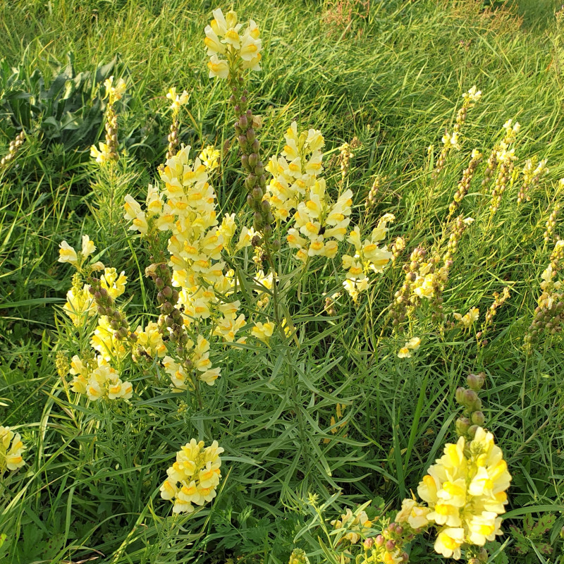 Graines de Linaire commune - Semences de Linaria vulgaris - Végétal local