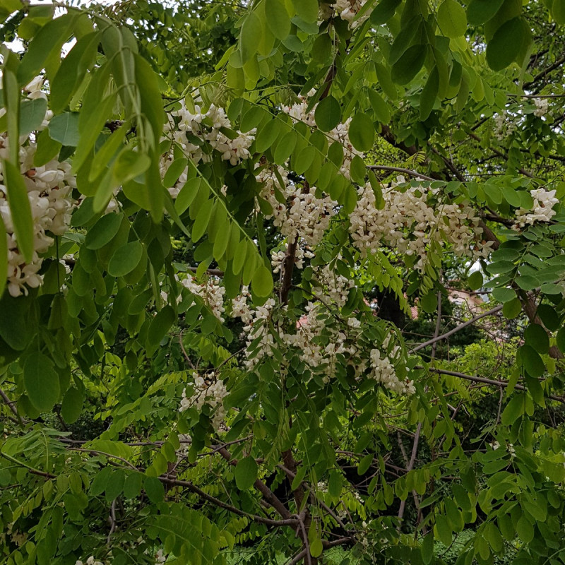 Graines de Robinier faux-acacia - Semences de Robinia pseudoacacia