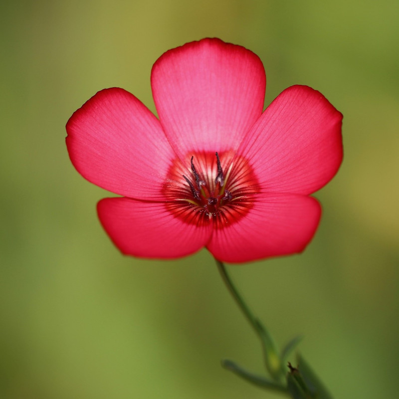 Graines de Lin à grandes fleurs rouges - Semences de Linum grandiflorum ...