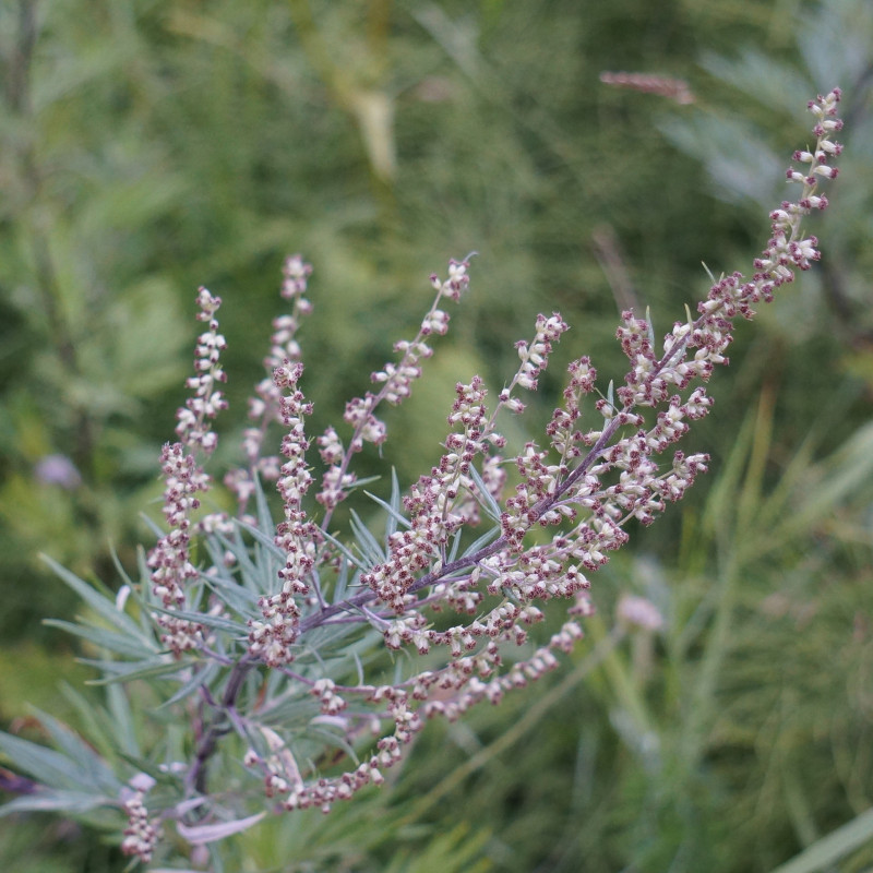 Graines d'Armoise - Semence d'Artemisia vulgaris