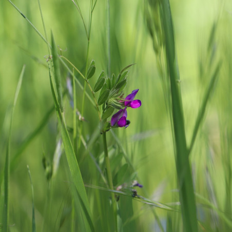 Engrais vert de Vicia sativa - Graines de Vesce commune