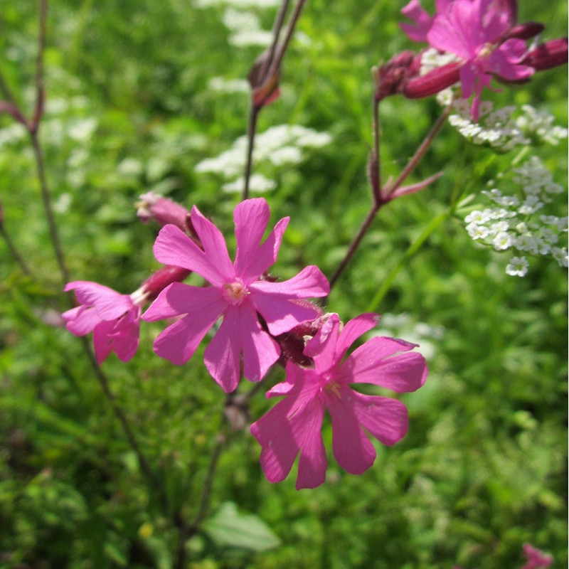 Graines de Compagnon rouge - Semences de Silene dioica
