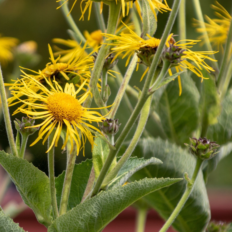 Graines de Grande Aunée - Semences d'Inula helenium