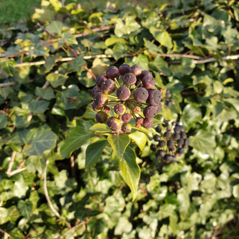 Graines de Lierre commun - Semences de Hedera helix