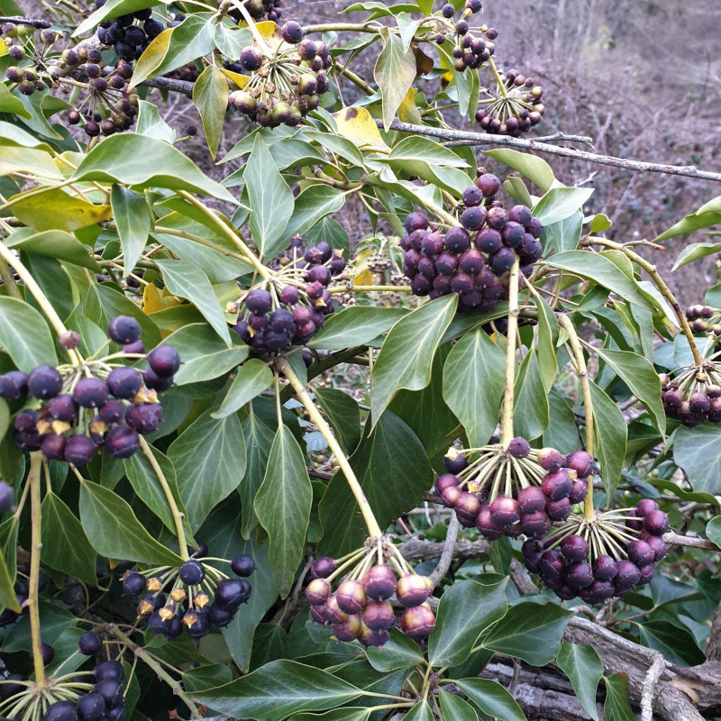 Graines de Lierre commun - Semences de Hedera helix