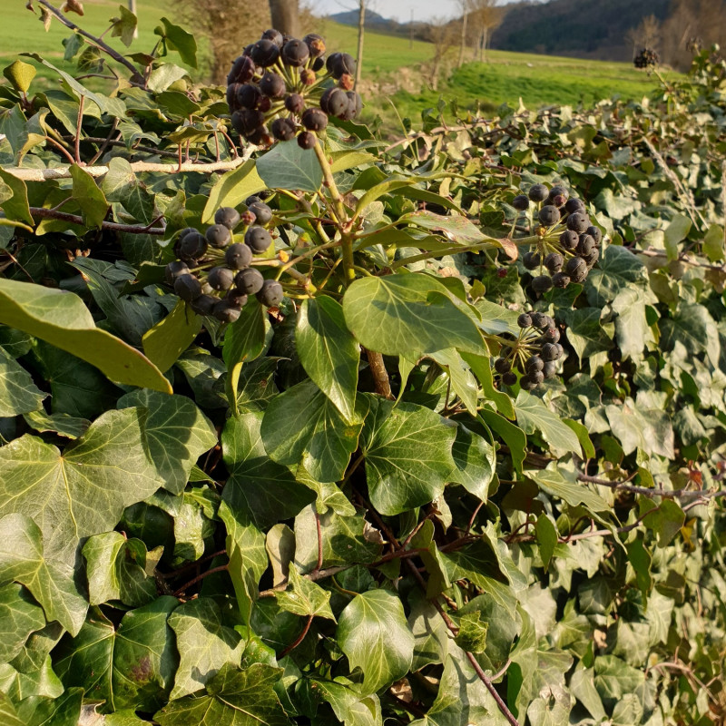 Graines de Lierre commun - Semences de Hedera helix