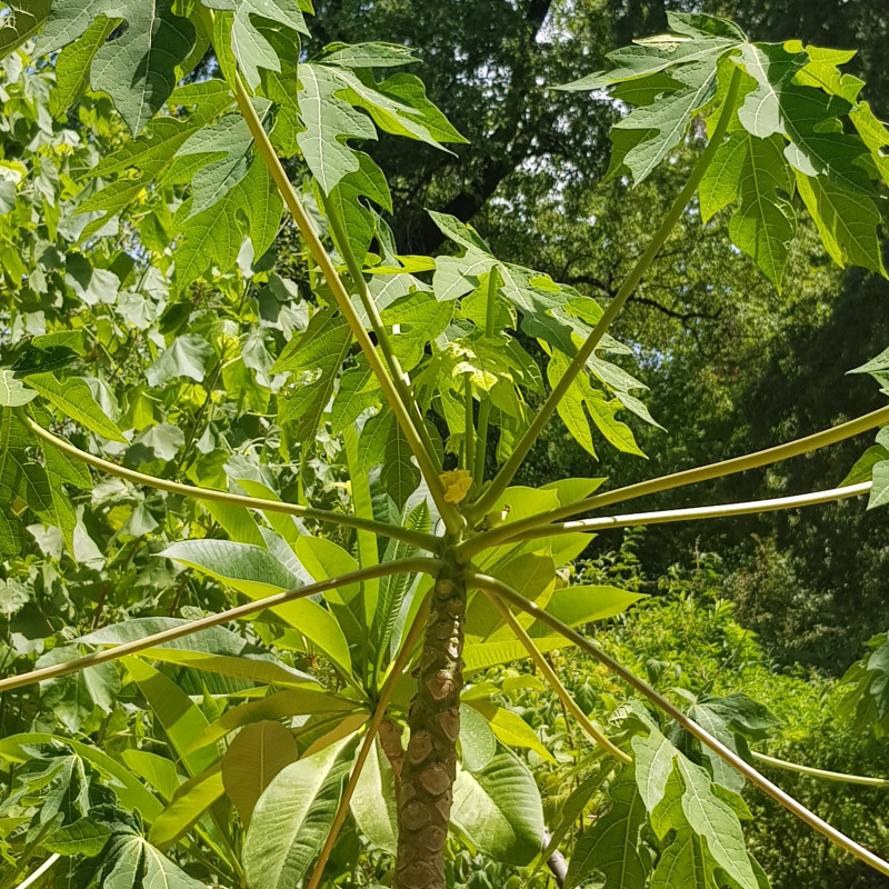Graines de Papayer sauvage - Semences de Carica papaya
