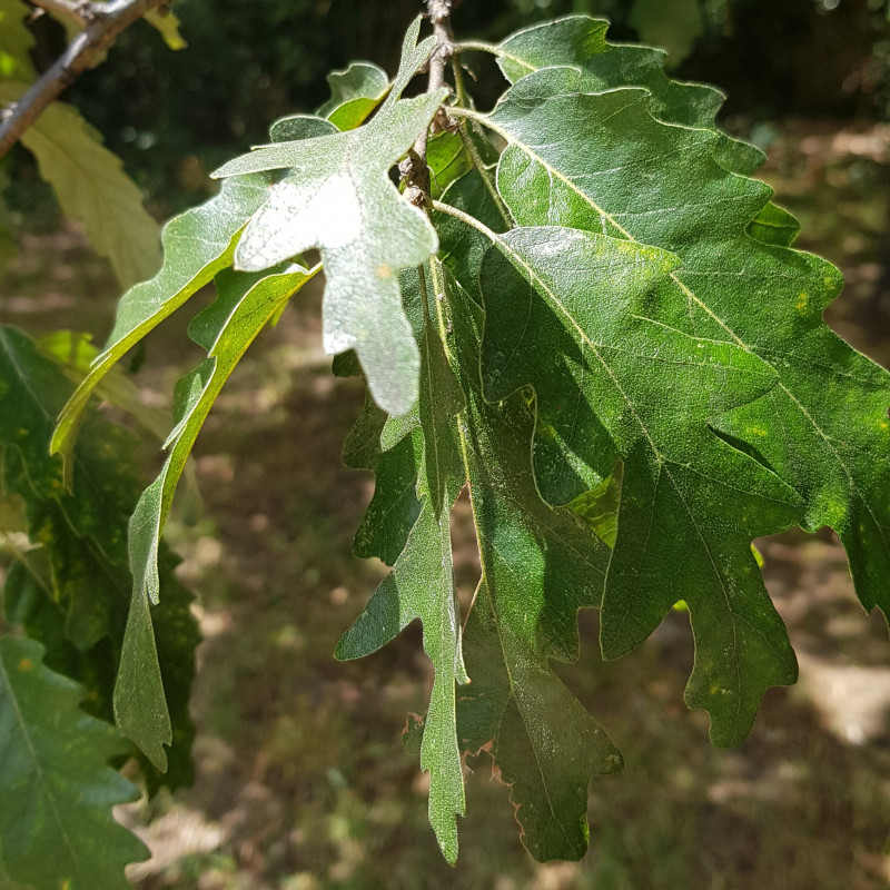 Graines de Chêne chevelu - Semences de Quercus cerris