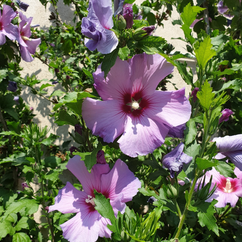 Graines de Mauve en arbre - Semences d'Hibiscus syriacus