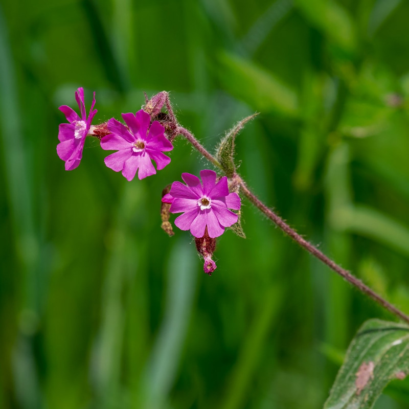 Graines de Compagnon rouge - Semences de Silène dioica - Végétal local