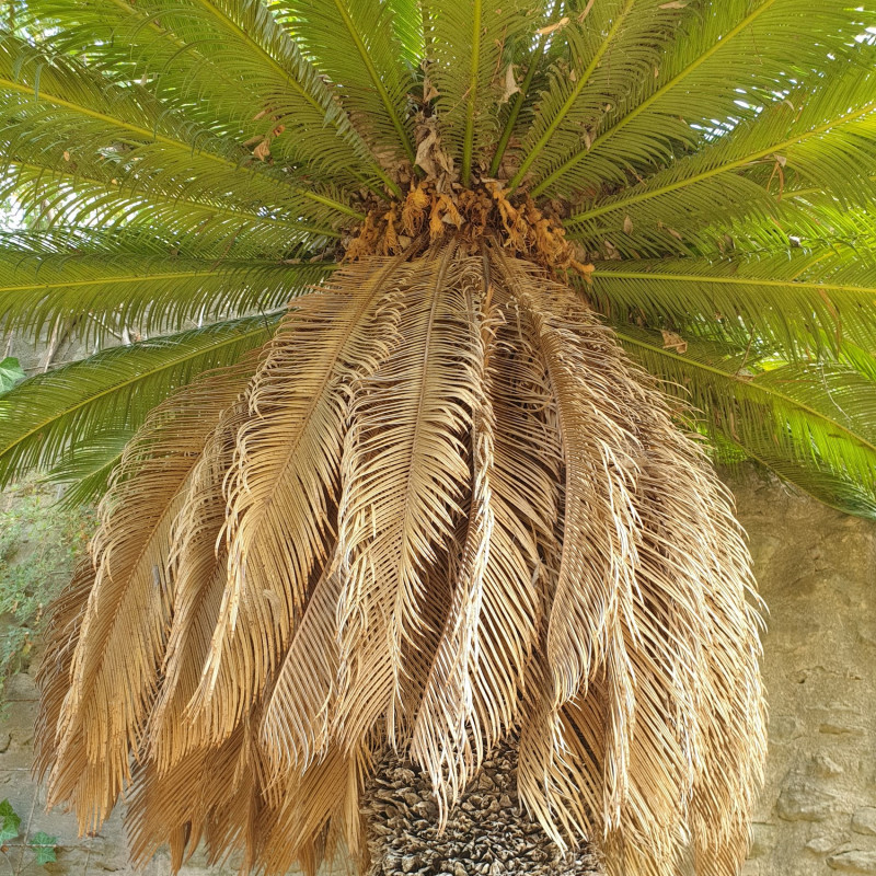 Graines de Cycas du Japon - Semences de Cycas revoluta