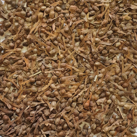 Graines d'Érable du Japon / palmé - Semences d'Acer palmatum