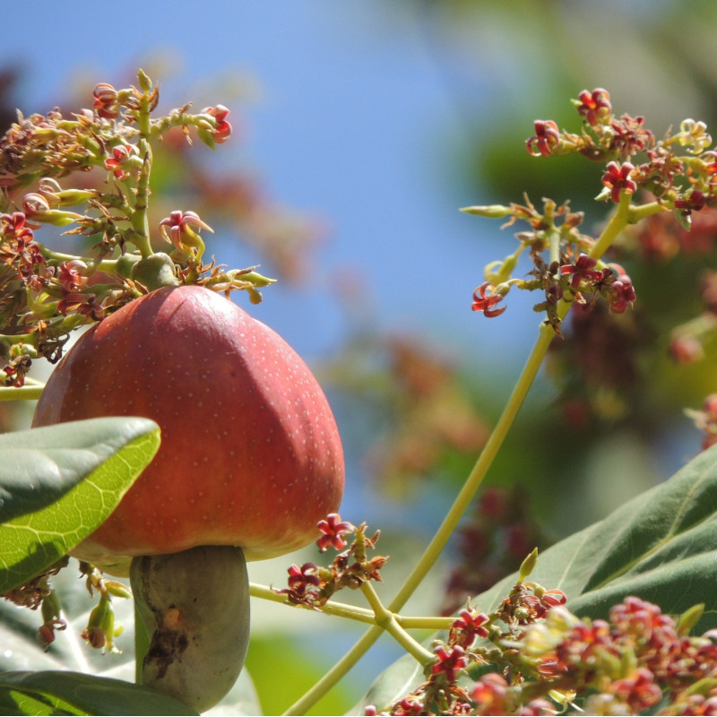 Graines de Noix de Cajou - Semences d'Anacardium occidentale