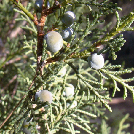 Graines de Genévrier à encens - Semences de Juniperus thurifera