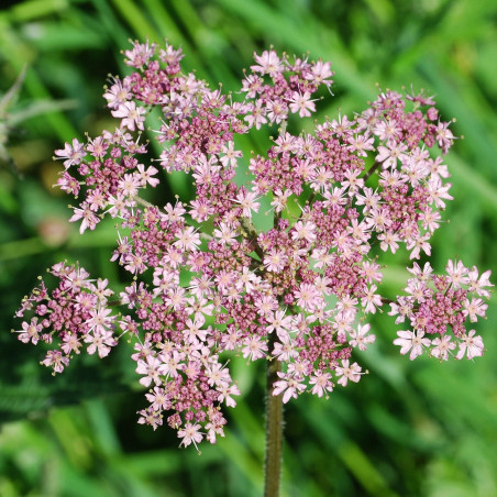 Graines de Berce commune - Semences d'Heracleum Sphondylium - Végétal local