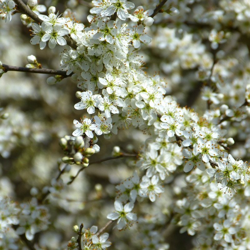 Graines de Prunellier - Semences de Prunus spinosa
