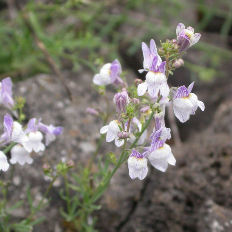 Graines Linaria repens - Linaire rampante - Végétal Local Massif Central