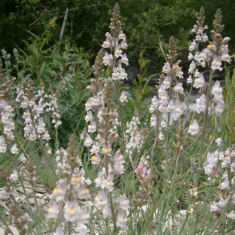 Graines Linaria repens - Linaire rampante - Végétal Local Massif Central