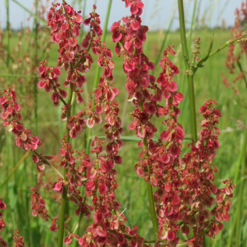 Graines Rumex acetosa - Oseille commune - Plantes vivaces