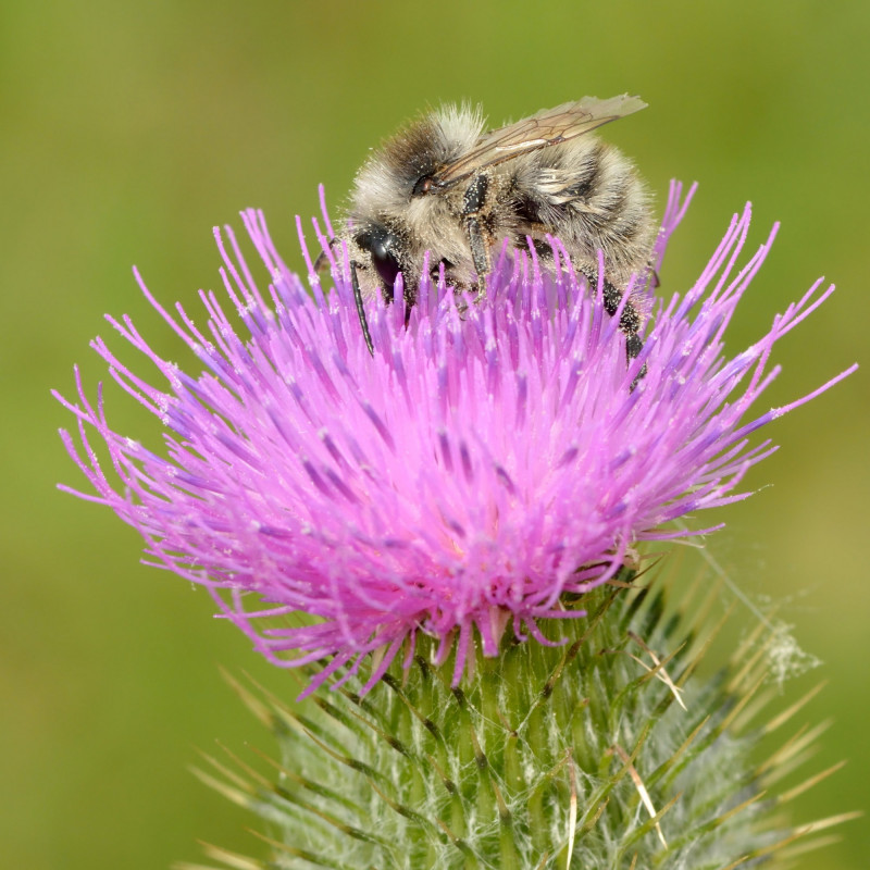 Graines Cirsium vulgare - Cirse commune - Plantes sauvages