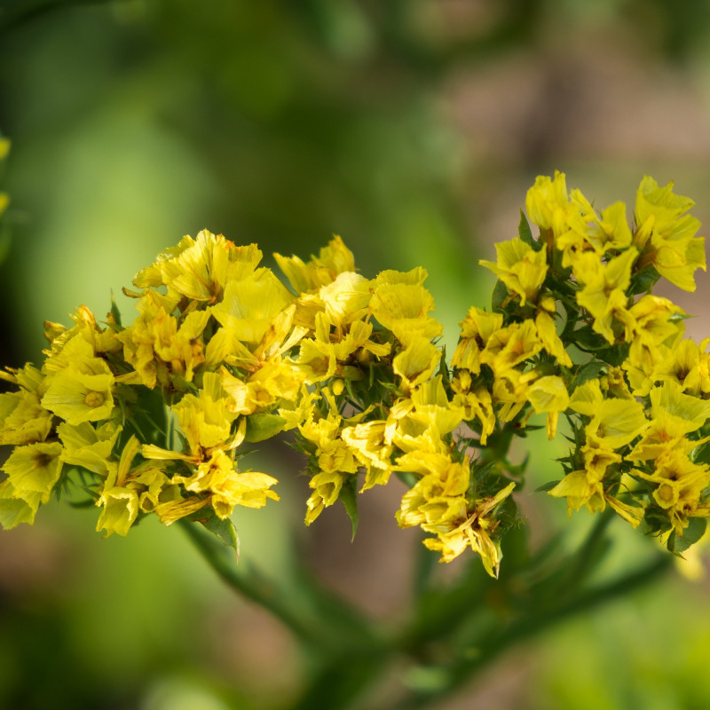 Graines de Statice - Semences de Limonium sinuatum "pacific"