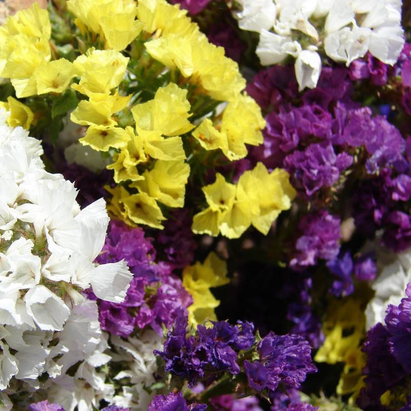 Graines de Statice - Semences de Limonium sinuatum "pacific"