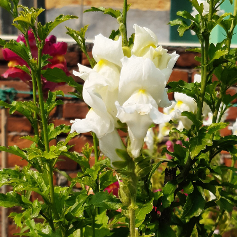 Graines de Muffier, Gueule de loup - Semences d'Antirrhinum majus ...