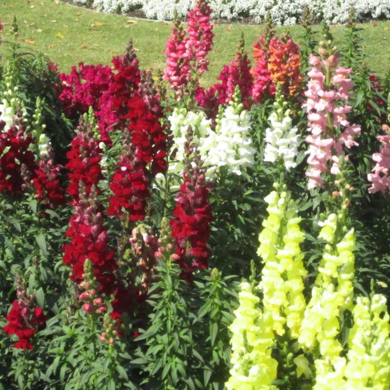 Graines de Muffier, Gueule de loup - Semences d'Antirrhinum majus ...