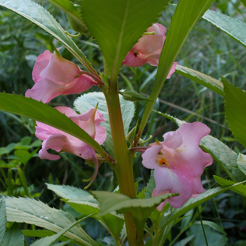 Graines de Balsamine des jardins - Semences d'Impatiens balsamina