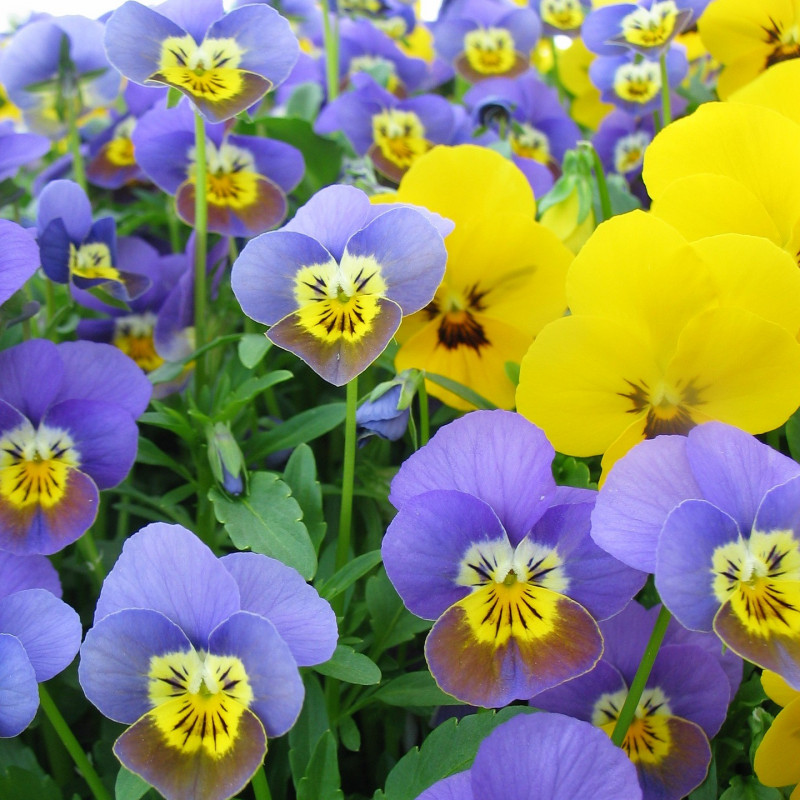 Graines de Violette cornue - Semences de Viola Cornuta