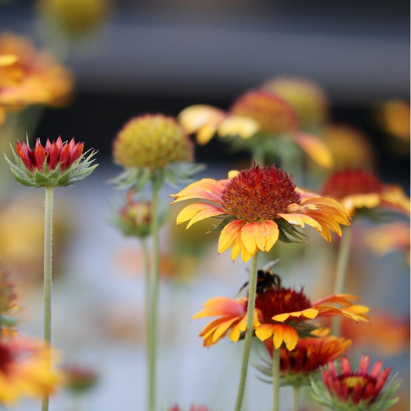 Graines de Gaillarde - Semences de Gaillardia aristata