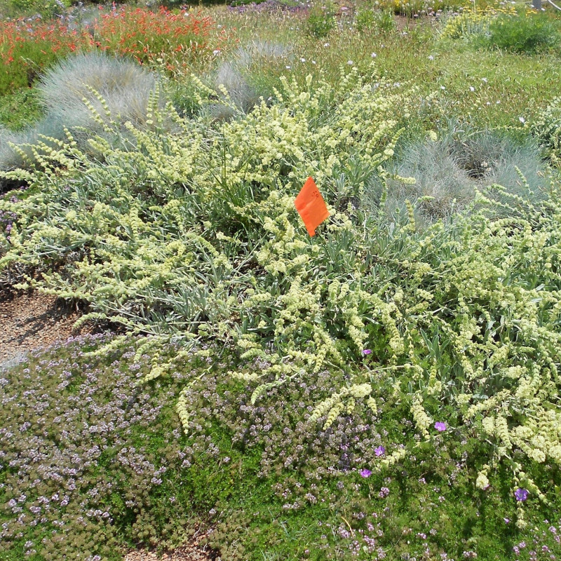 Graines de Thé de Crête - Semences de Sideritis syriaca