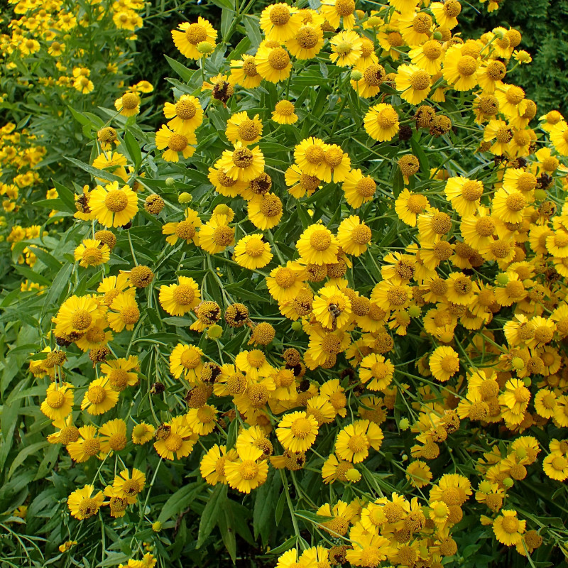 Graines Hélénium d'automne - Semences d'Helenium autumnale