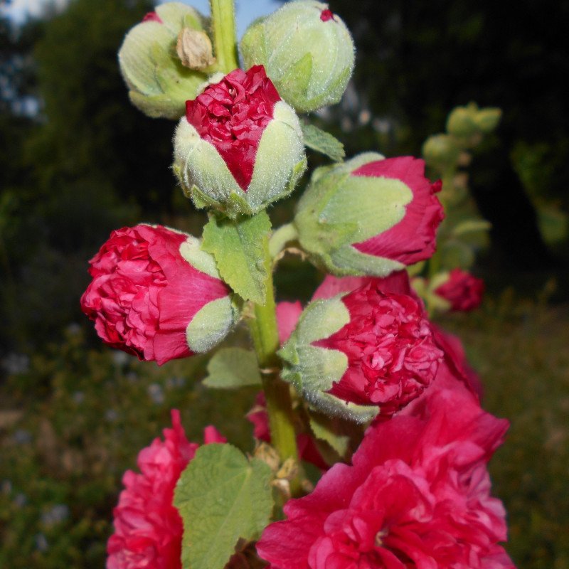 Graines de Rose trémière - Semences d'Alcea rosea charters