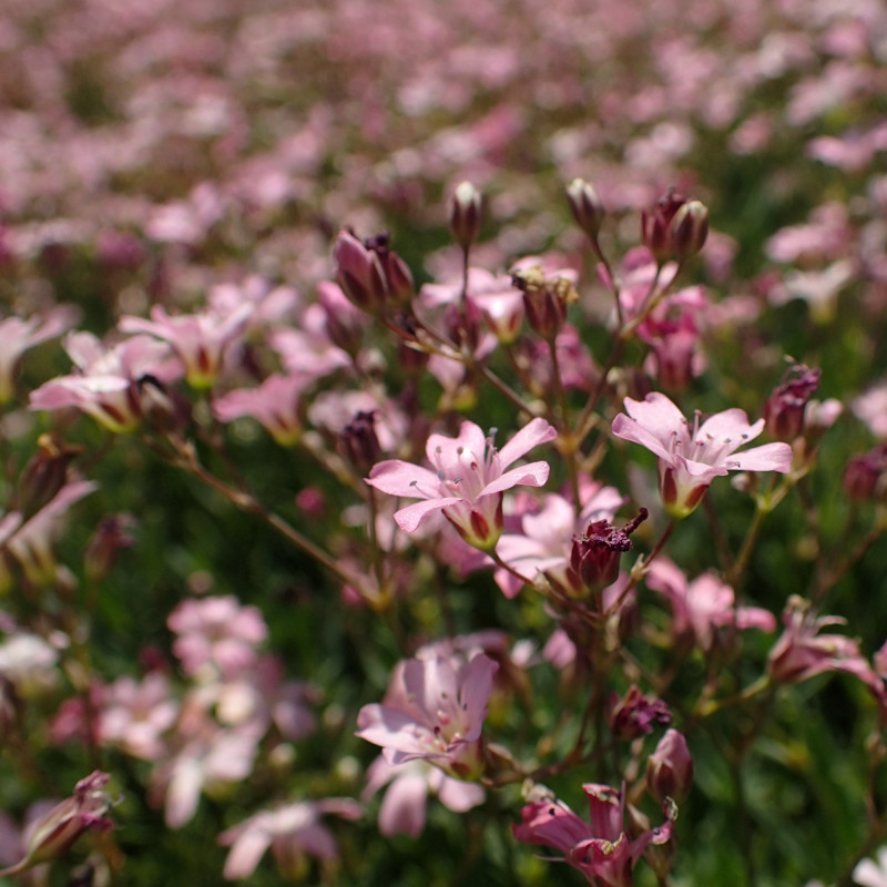 Graines de Gypsophile rose - Semences de Gypsophila repens rosea