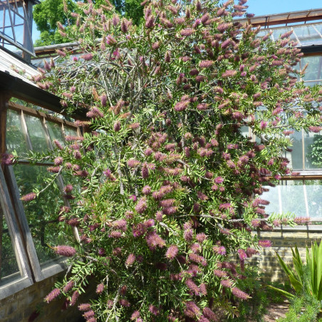 Graines de Rince-bouteille violet - Semences de Callistemon violaceus