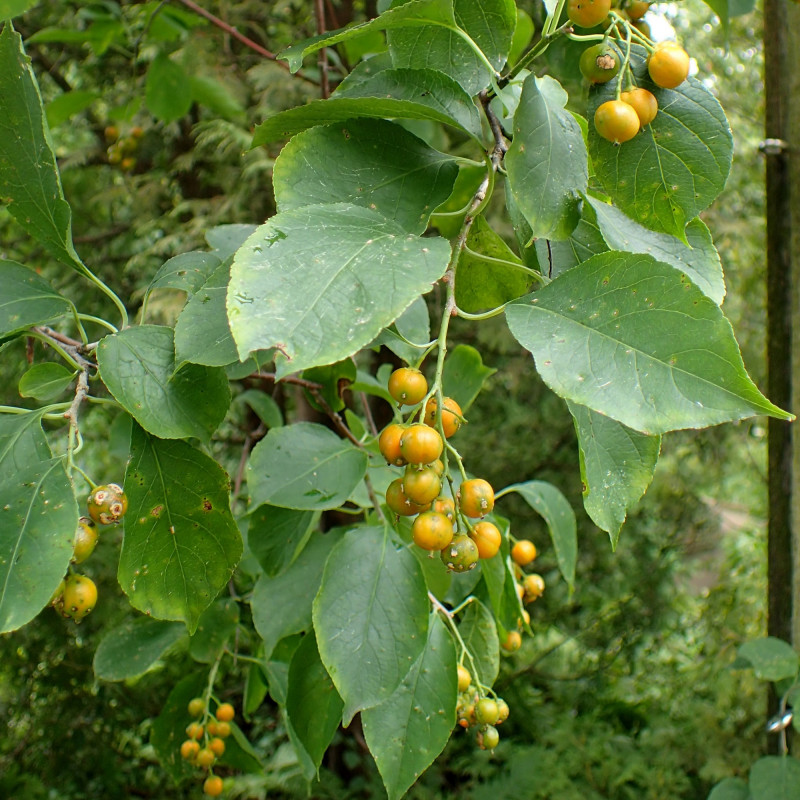 Graines de Bourreau des arbres - Semences de Celastrus scandens