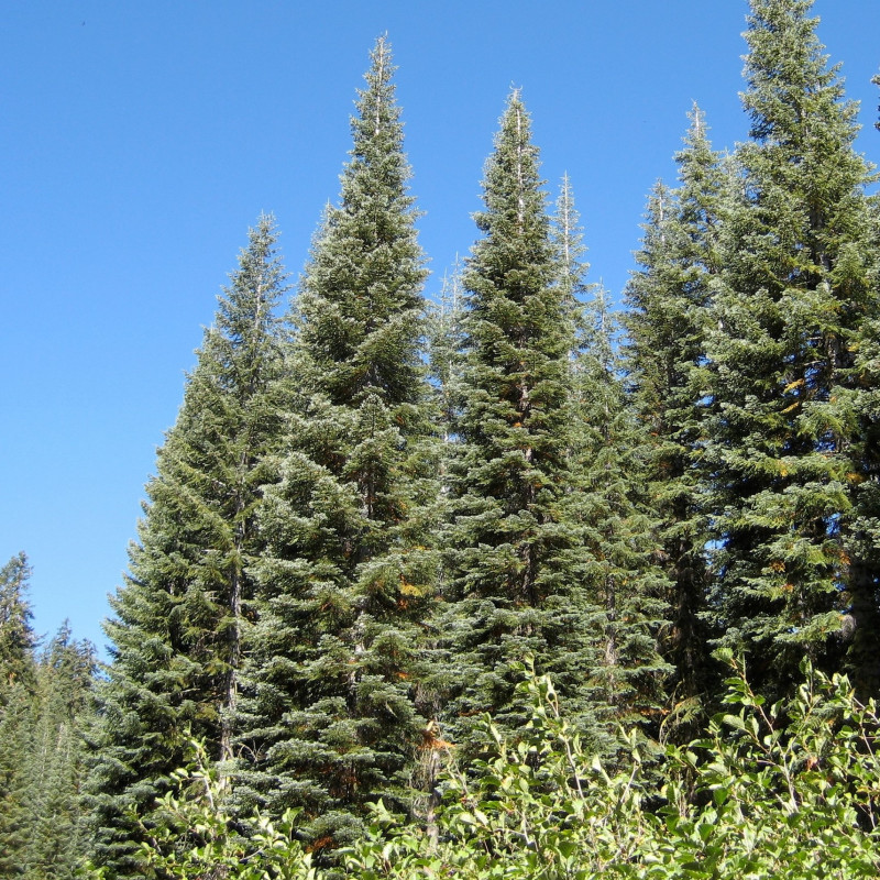 Graines de Sapin rouge de Californie - Semences d'Abies magnifica
