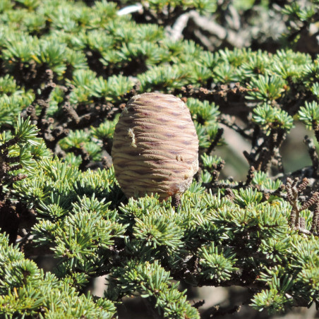 Graines de Cèdre de Chypre - Semences de Cedrus brevifolia
