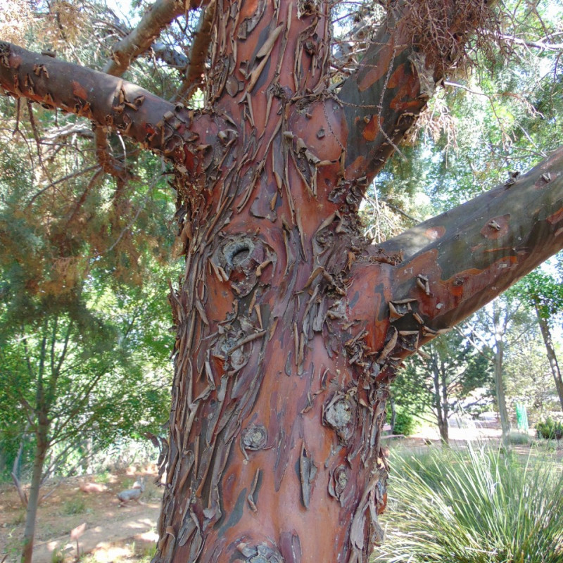 Graines de Cyprès de l'Arizona - Semences de Cupressus arizonica