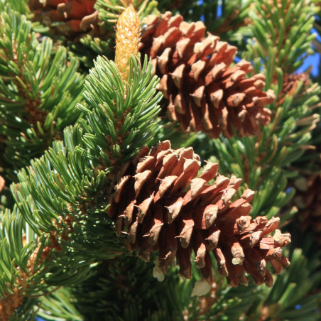 Graines de Pin Bristlecone - Semences de Pinus longaeva