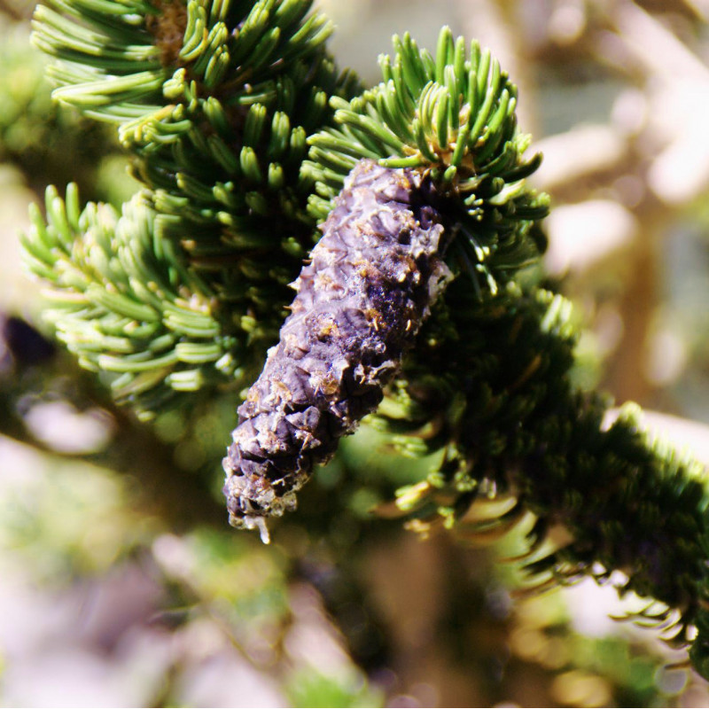 Graines de Pin Bristlecone - Semences de Pinus longaeva