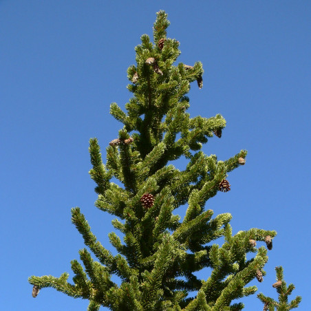 Graines de Pin Bristlecone - Semences de Pinus longaeva